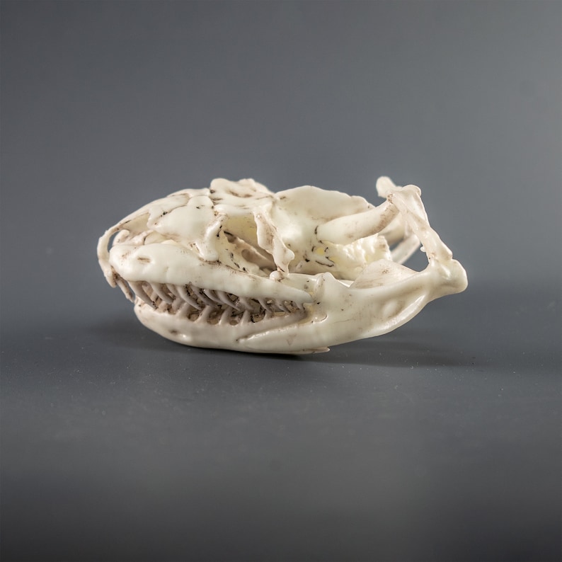 Boa Constrictor Skull Replica museum Quality - Etsy