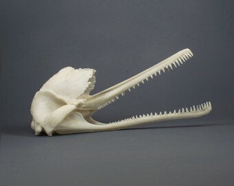2/3 Scale Harp Seal Skull Replica museum Quality - Etsy