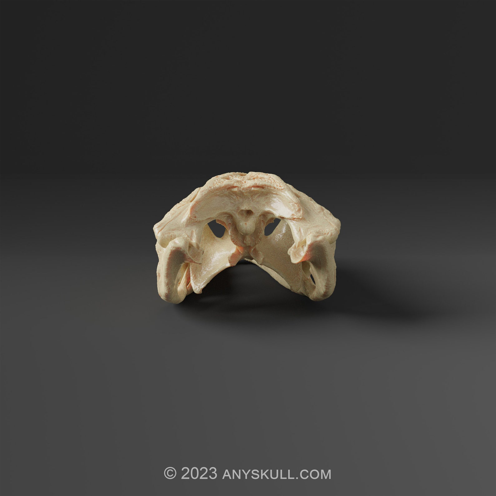 American Alligator Skull Replica (museum Quality) - Etsy