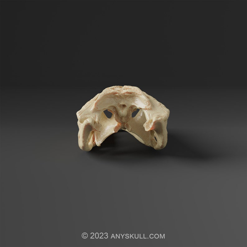 American Alligator Skull Replica (museum Quality) - Etsy