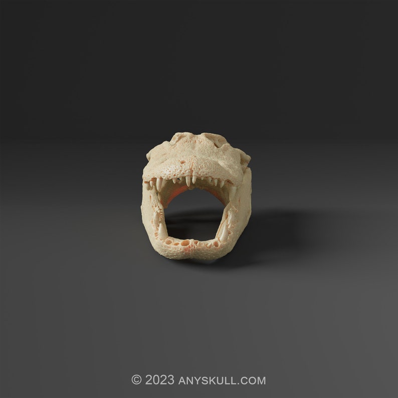 American Alligator Skull Replica (museum Quality) - Etsy