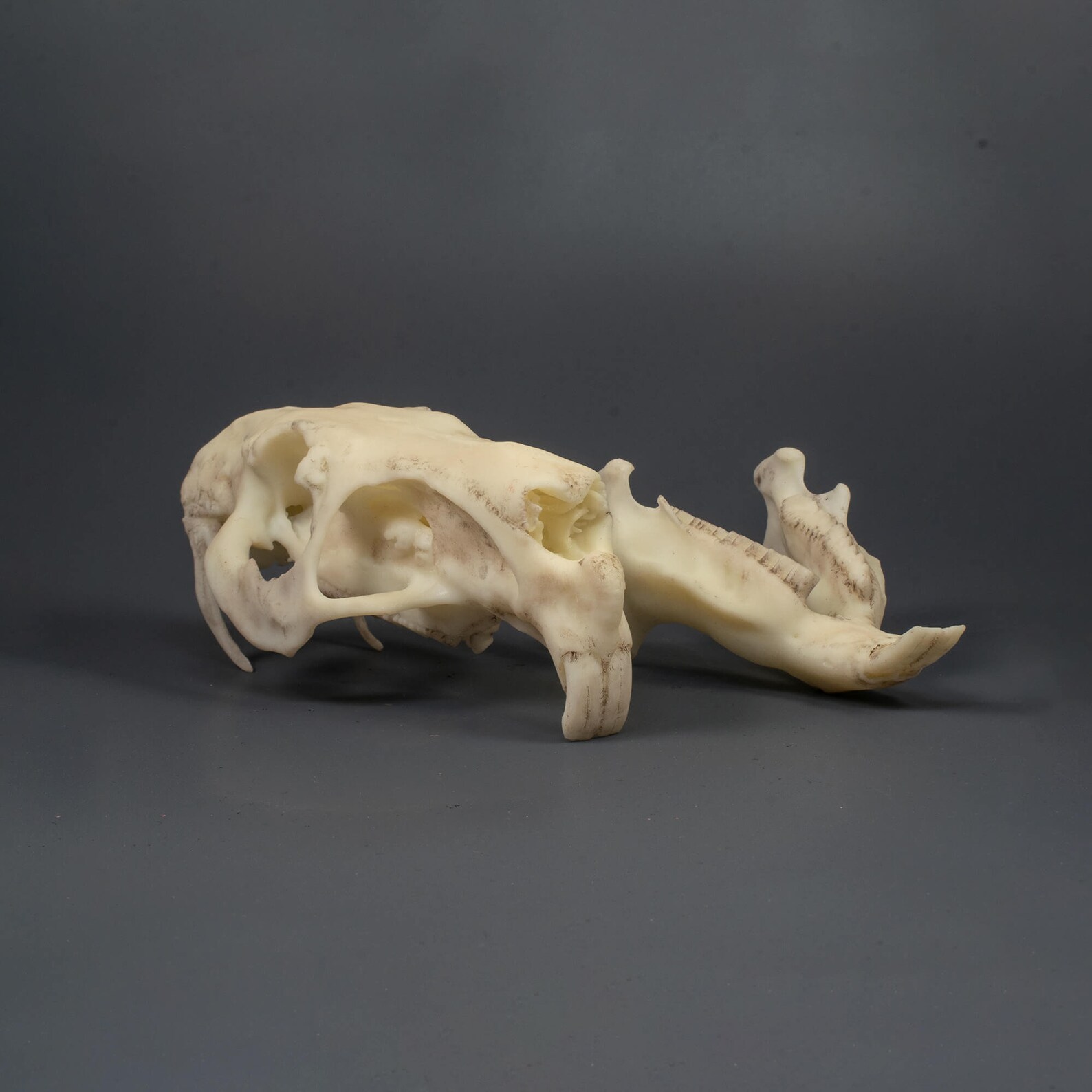Capybara Skull | Etsy