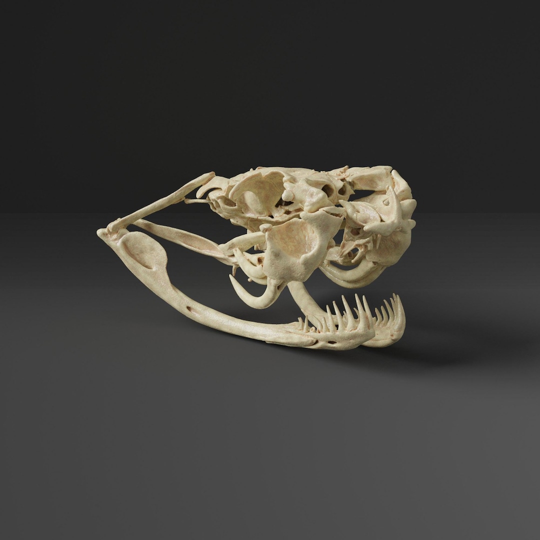 Eastern Diamondback Rattlesnake Skull Replica (museum Quality) - Etsy