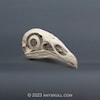 Puma or Mountain Lion Skull Replica museum Quality - Etsy