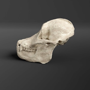 Bornean Orangutan Skull Replica (museum Quality) - Etsy