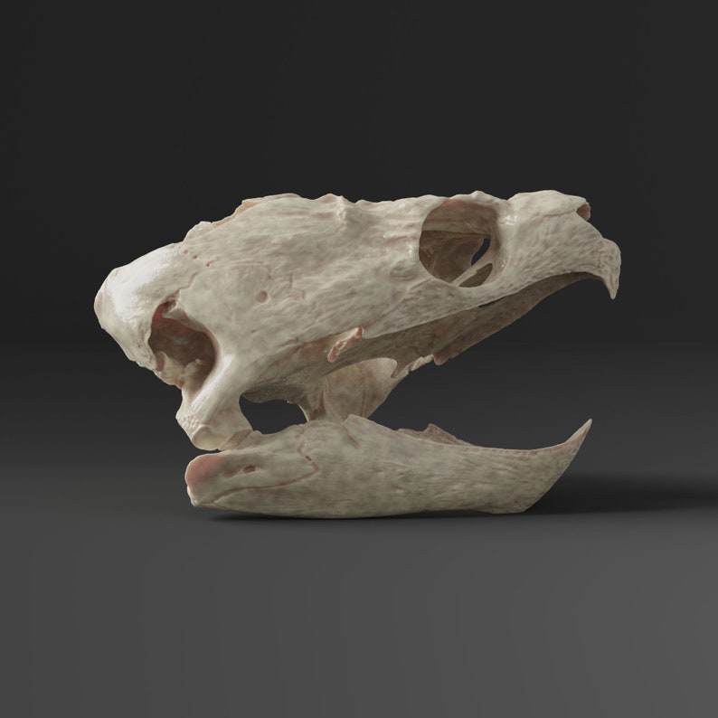 Alligator Snapping Turtle Skull Replica | Etsy