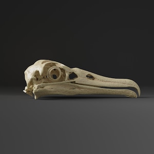 Black-footed Albatross Skull Replica (museum Quality) - Etsy