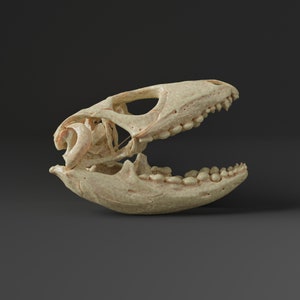 Northern Caiman Lizard Skull Replica (museum Quality) - Etsy
