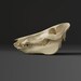 Domesticated Pig Skull Replica (museum Quality) - Etsy