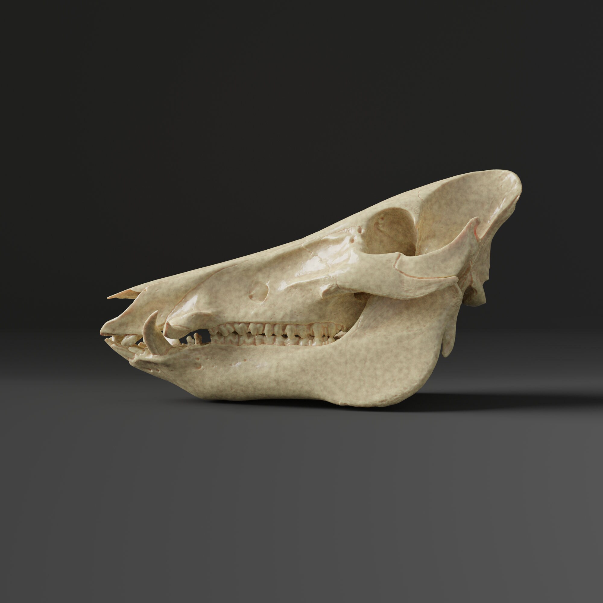 Domesticated Pig Skull Replica (museum Quality) - Etsy
