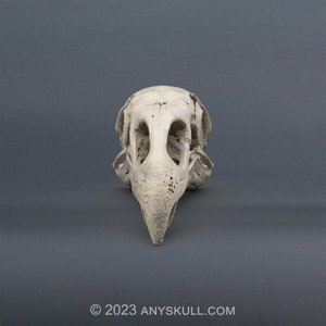 Black Vulture Skull Replica (museum Quality) - Etsy
