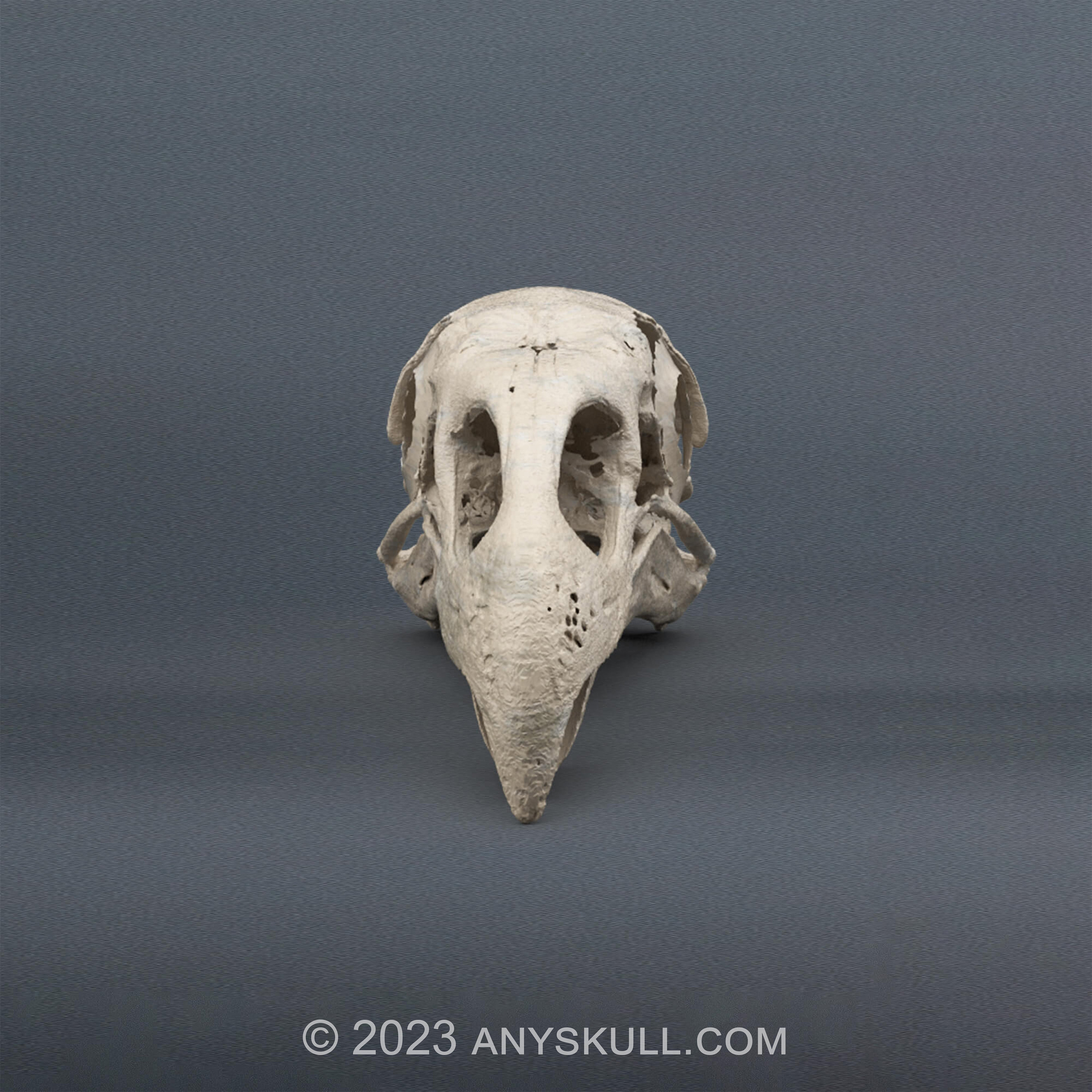 Buzzard Skull