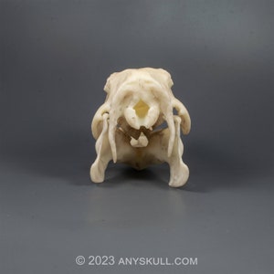 2/3 Scale Capybara Skull Replica museum Quality - Etsy