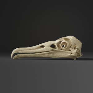 Black-footed Albatross Skull Replica (museum Quality) - Etsy