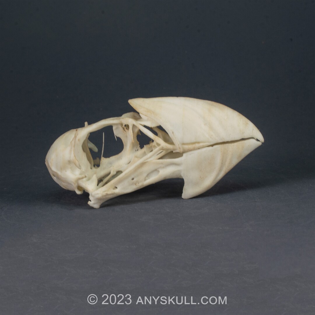 Atlantic Puffin Skull Replica (museum Quality) - Etsy