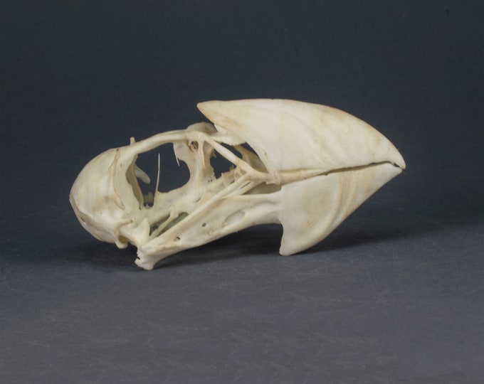 Atlantic Puffin Skull Replica (museum Quality) - Etsy