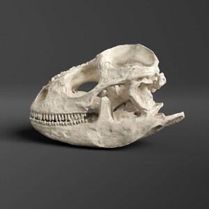 Galápagos Land Iguana Skull Replica (museum Quality) - Etsy