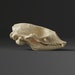 Harp Seal Skull Replica (museum Quality) - Etsy