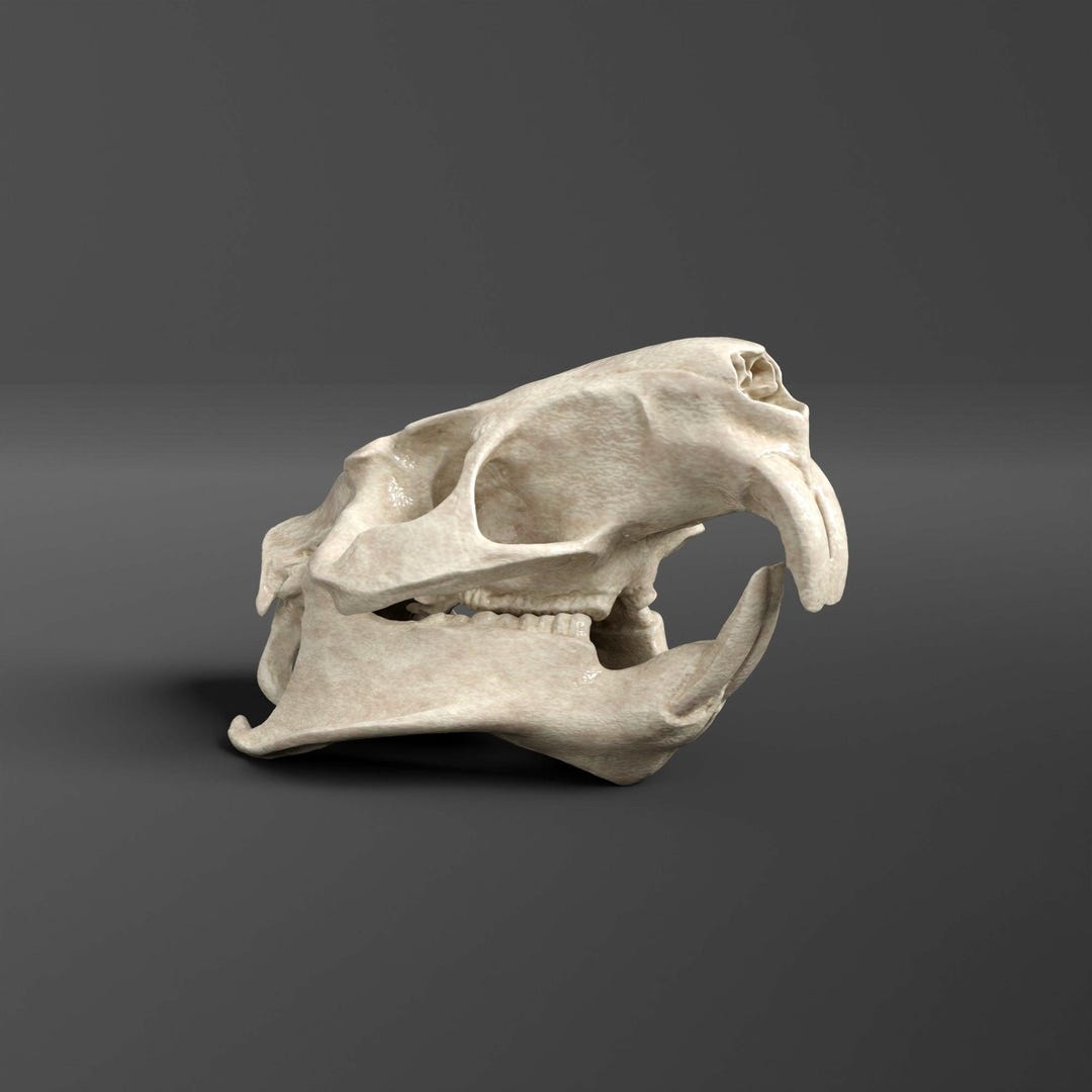 Nutria Skull Replica (museum Quality) - Etsy
