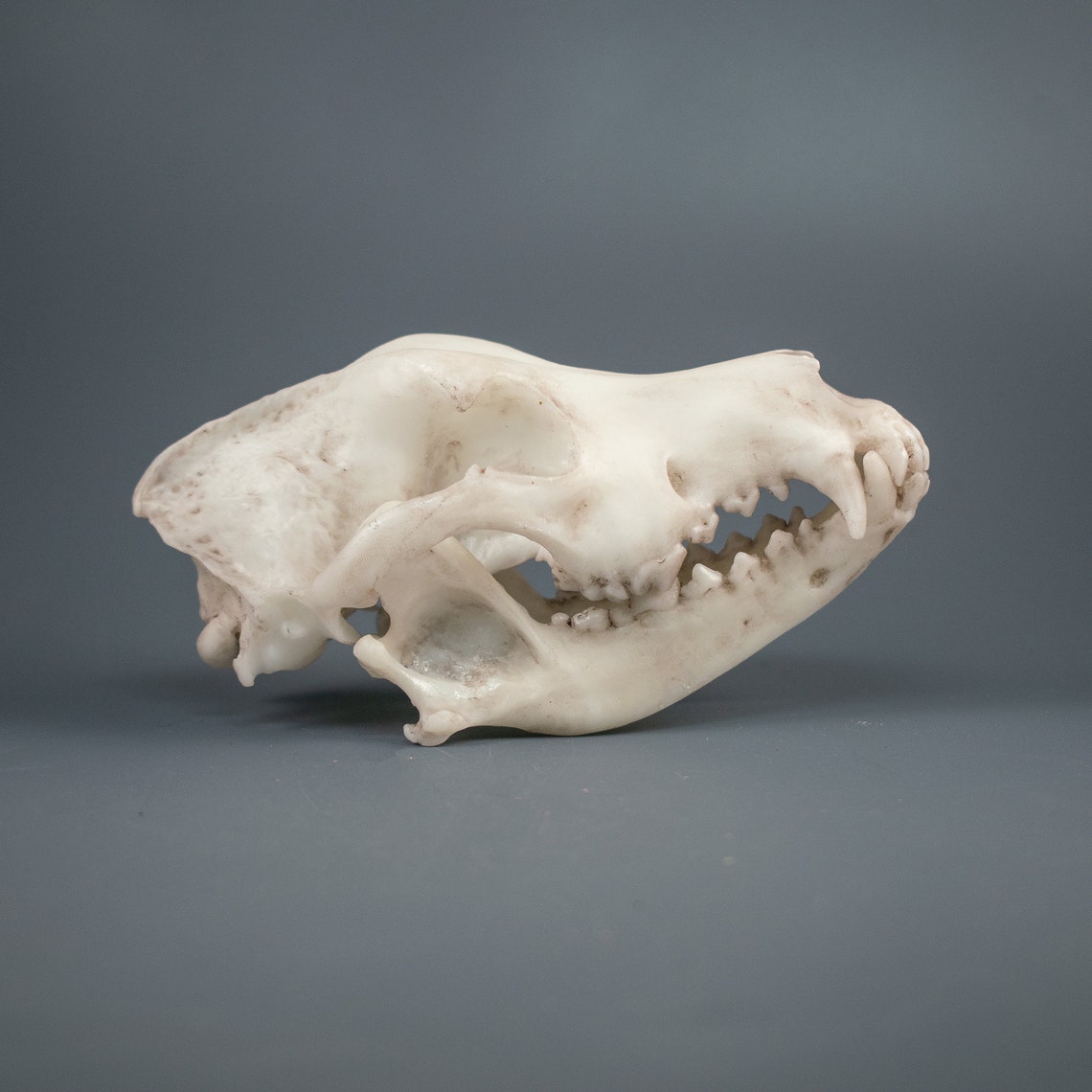 Labrador Retriever Skull Replica museum Quality - Etsy