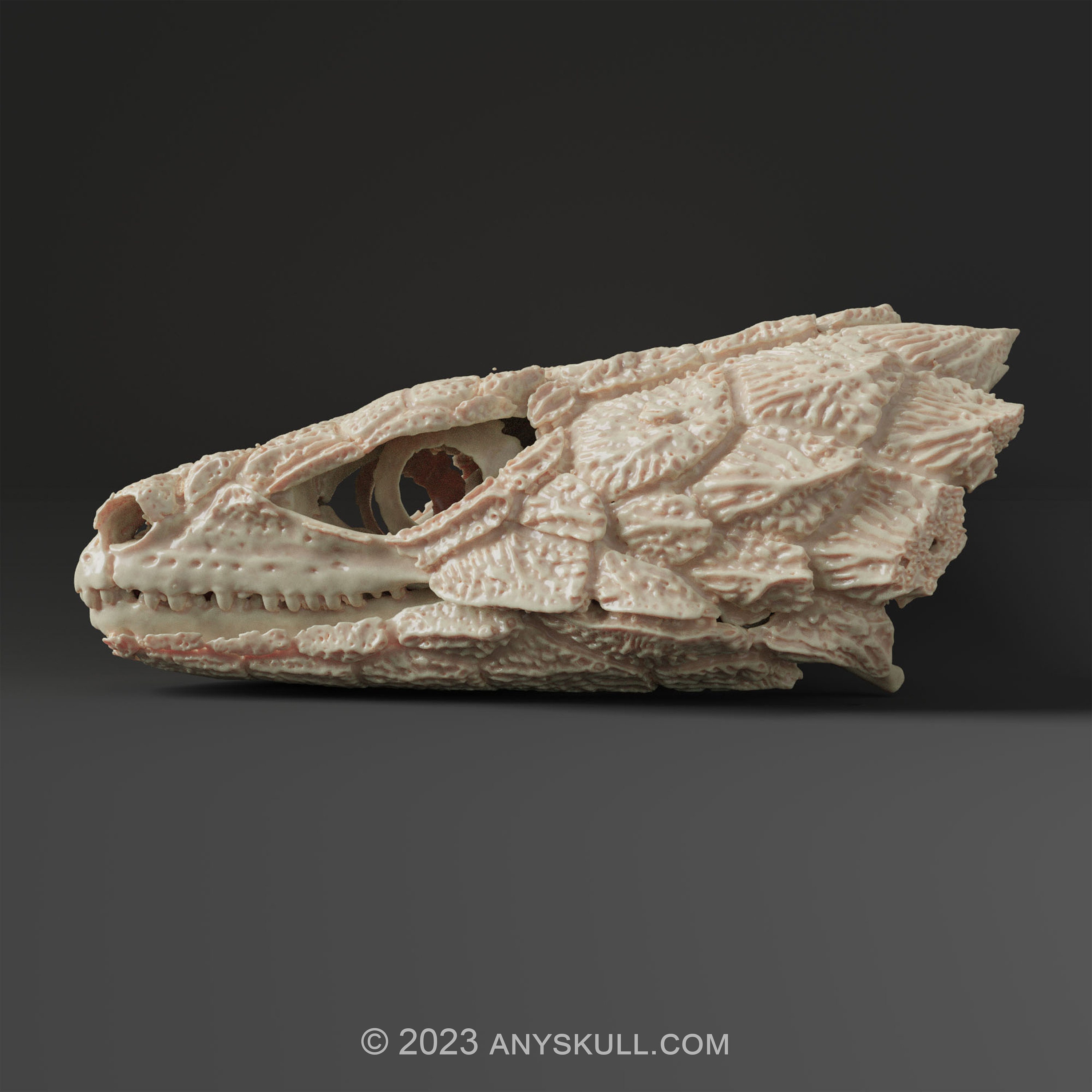 Armadillo Lizard Skull