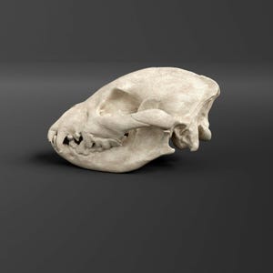 Spotted Hyena Skull Replica(museum Quality) - Etsy