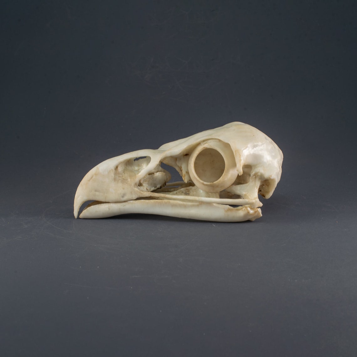 Bald Eagle Skull Replica museum Quality - Etsy