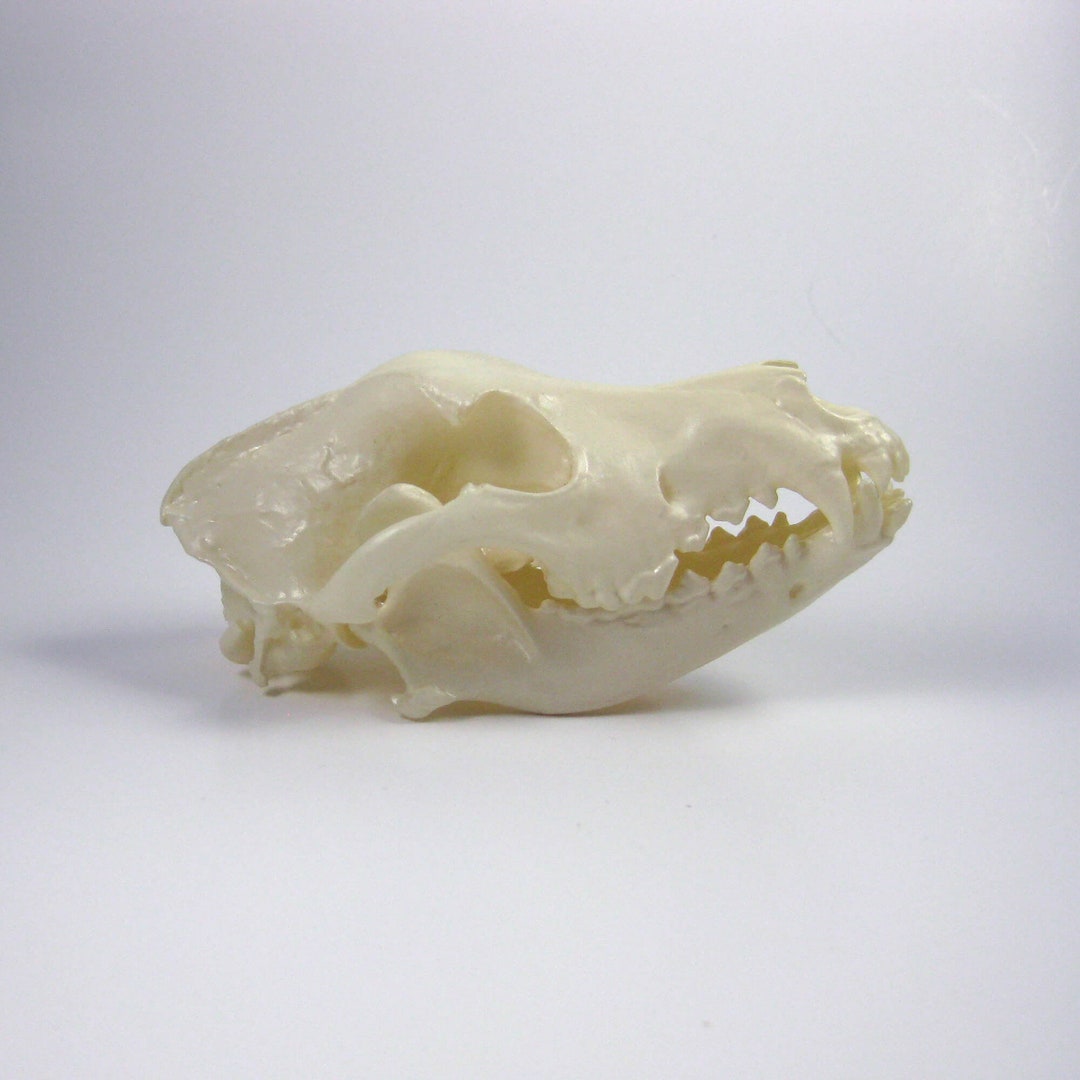 2/3 Scale German Shepherd Skull Replica museum Quality - Etsy