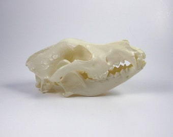 Tiger Skull Replica - Etsy