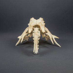 Horned Sea Robin, Skull Replica (museum Quality) - Etsy