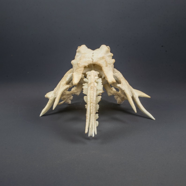 Horned Sea Robin Skull Replica museum Quality - Etsy