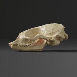 2/3 Scale Harp Seal Skull Replica museum Quality - Etsy