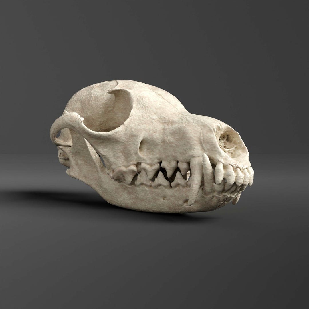 Red Fox Skull Replica (museum Quality) - Etsy