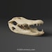 Puma or Mountain Lion Skull Replica (museum Quality) - Etsy
