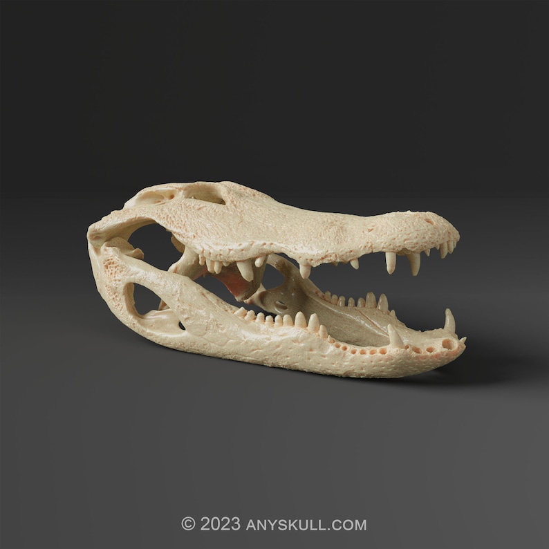 American Alligator Skull Replica (museum Quality) - Etsy