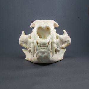 Puma or Mountain Lion Skull Replica (museum Quality) - Etsy