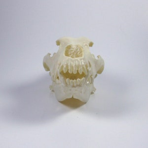 2/3 Scale German Shepherd Skull Replica museum Quality - Etsy