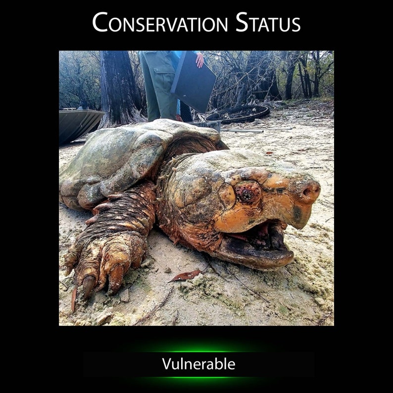 Alligator Snapping Turtle Skull Replica - Etsy