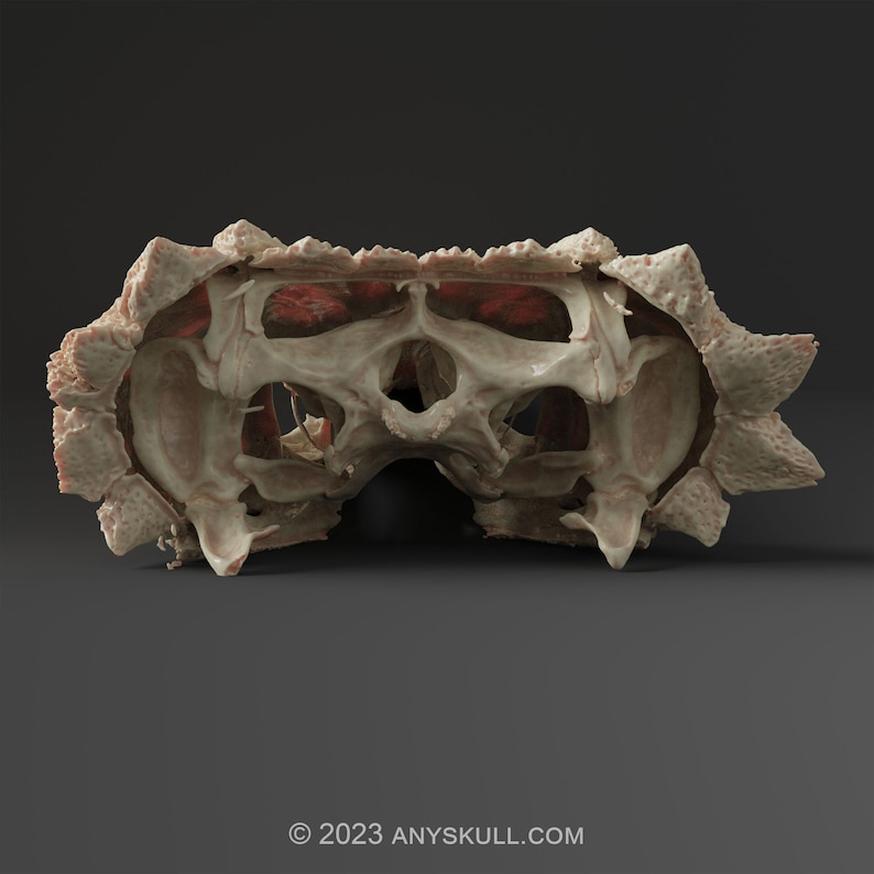 Armadillo Lizard Skull Replica museum Quality - Etsy