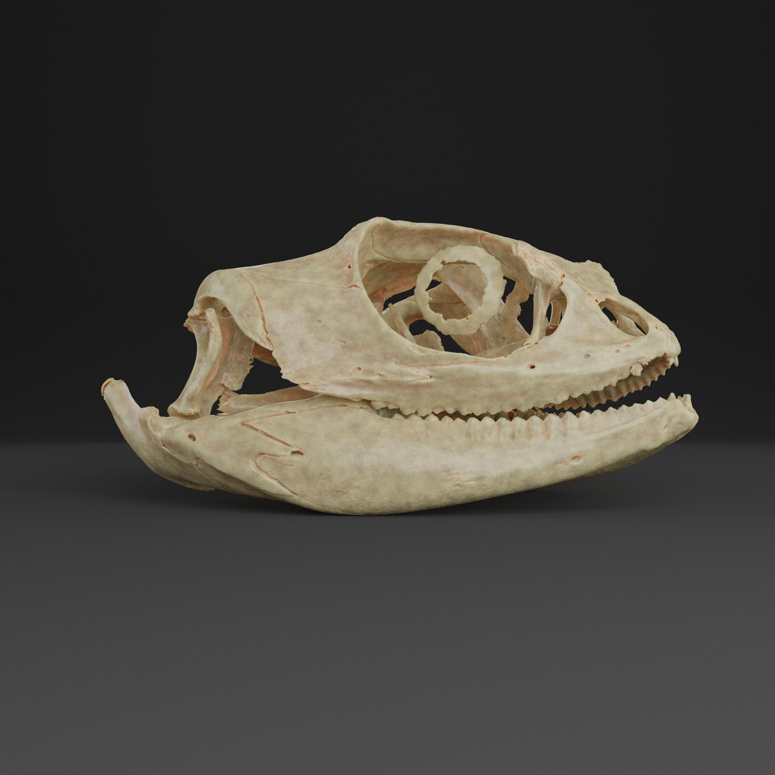 Bearded Dragon Lizard Skull Replica (museum Quality) - Etsy