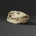 Alligator Snapping Turtle Skull Replica museum Quality - Etsy