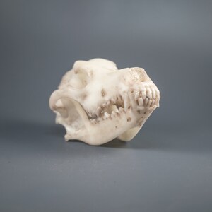 Labrador Retriever Skull Replica museum Quality - Etsy