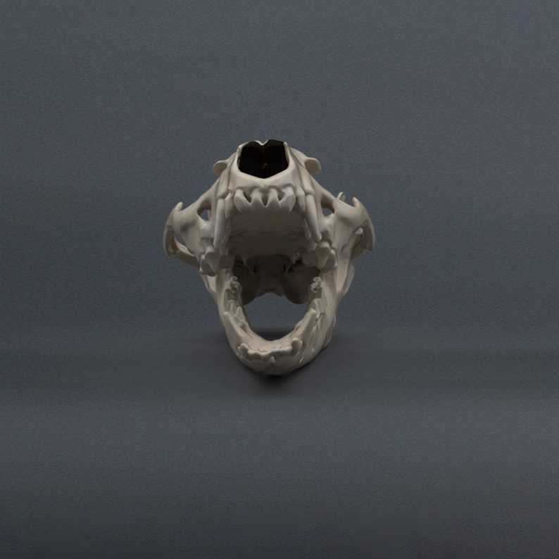 Tanuki Skull Replica museum Quality - Etsy