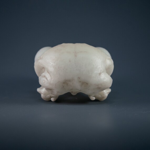 Great Horned Owl Skull