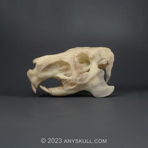 2/3 Scale Capybara Skull Replica museum Quality - Etsy