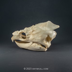 Alligator Snapping Turtle Skull Replica (museum Quality) - Etsy