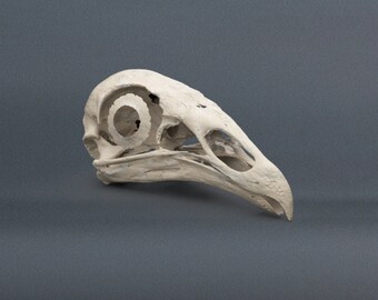 Turkey Vulture Skull - Etsy UK
