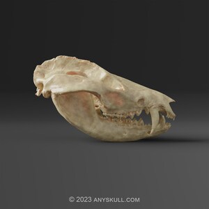 American Opossum Skull Replica (museum Quality) - Etsy