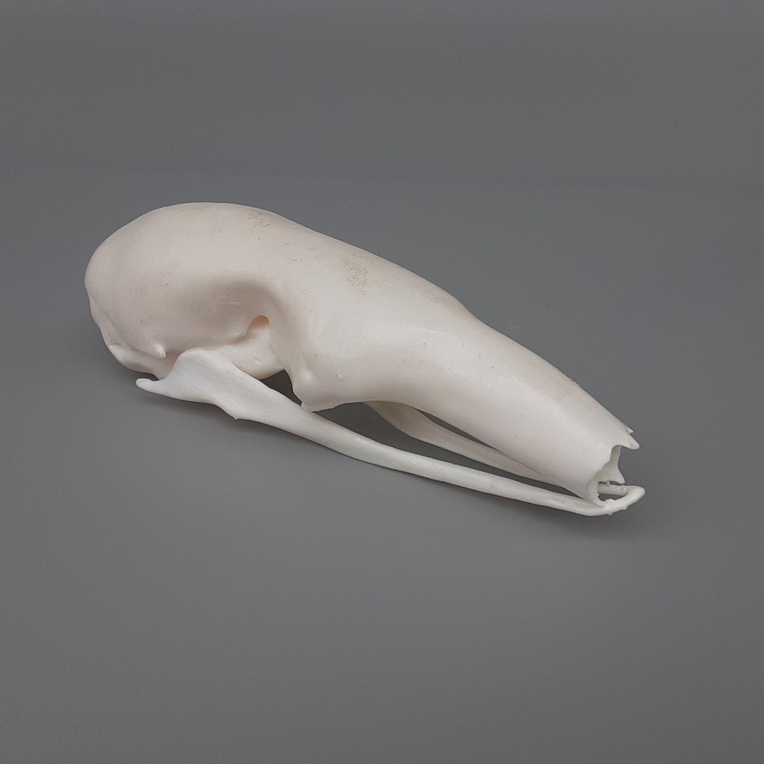 2/3 Scale Giant Anteater Skull Replica museum Quality - Etsy