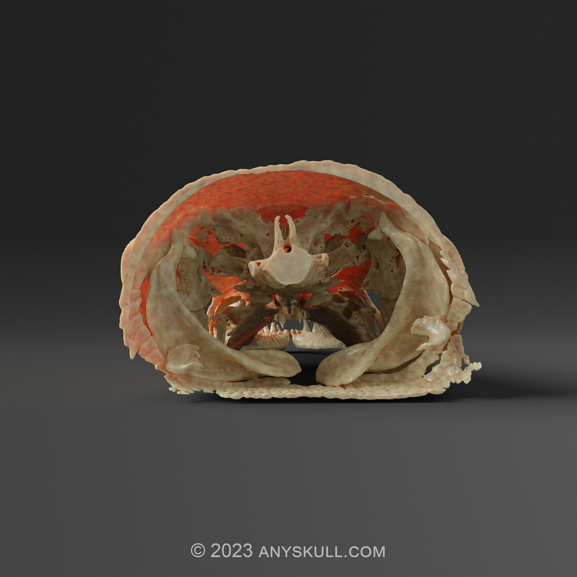 Alligator Gar Skull Replica (museum Quality) - Etsy